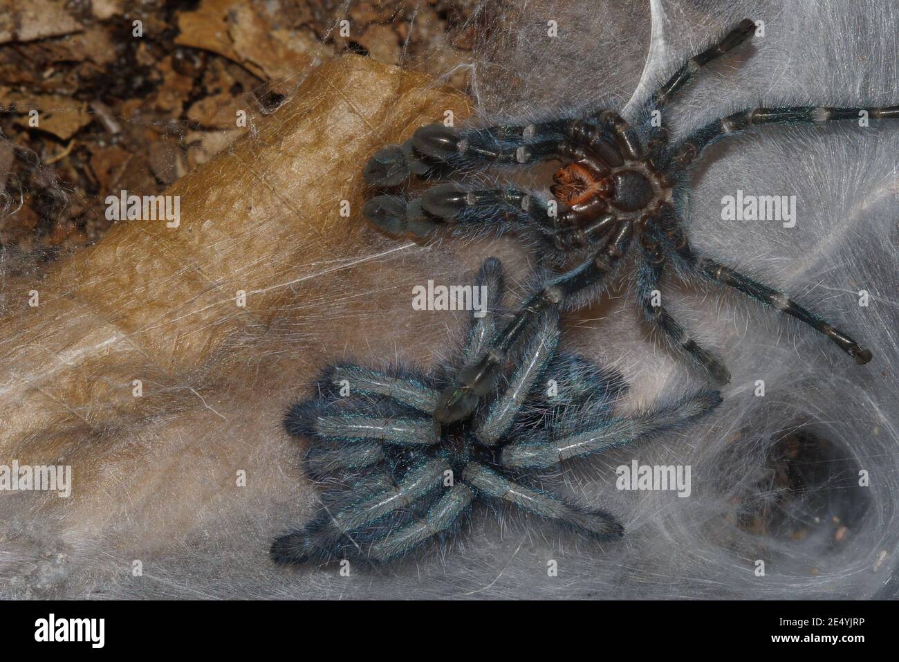 Caribena versicolor, Antilles pinktoe tarantula, Martinique red tree ...