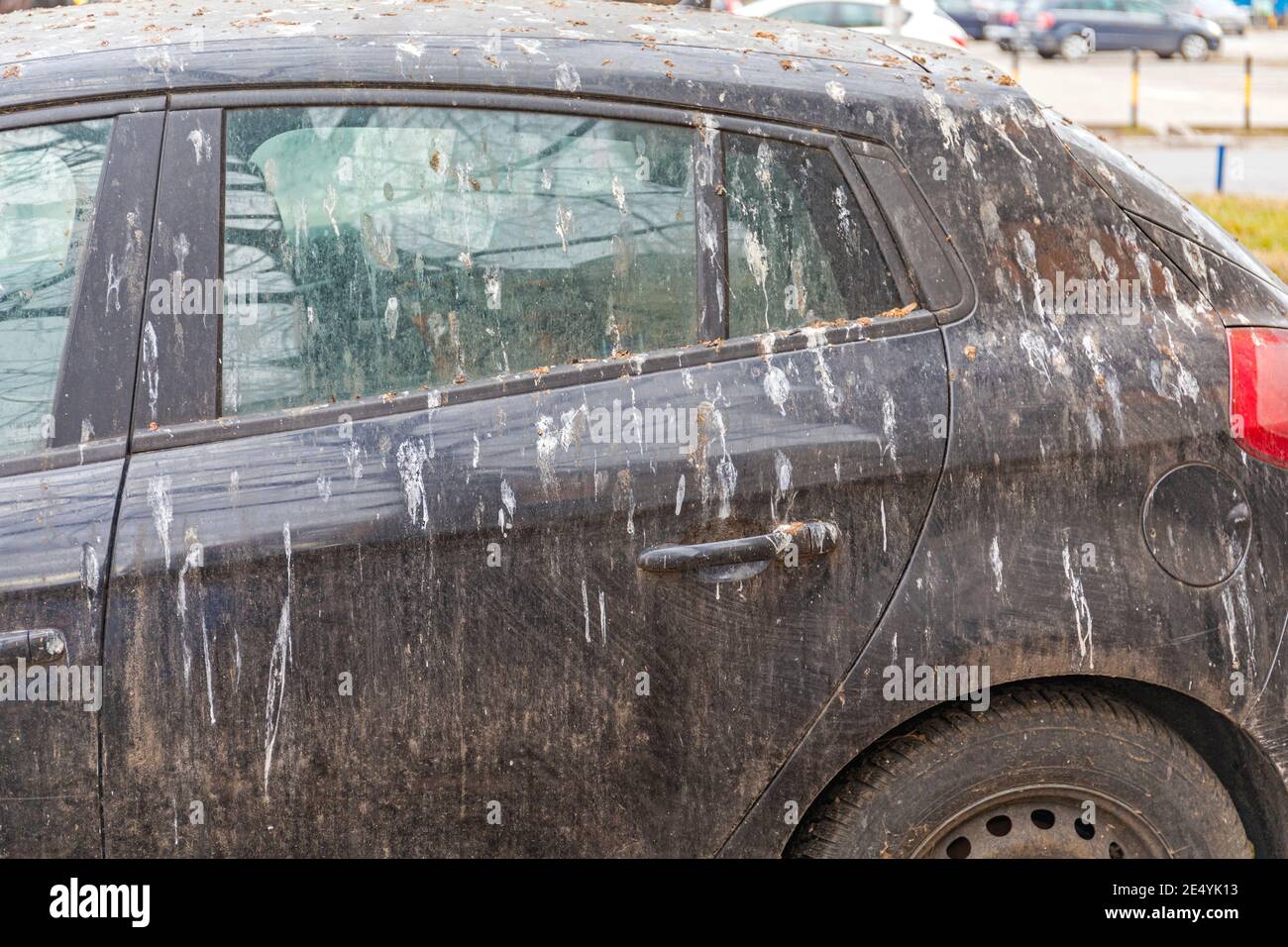 Birds Poop at Damaged Car Parked Under Tree Stock Photo - Alamy