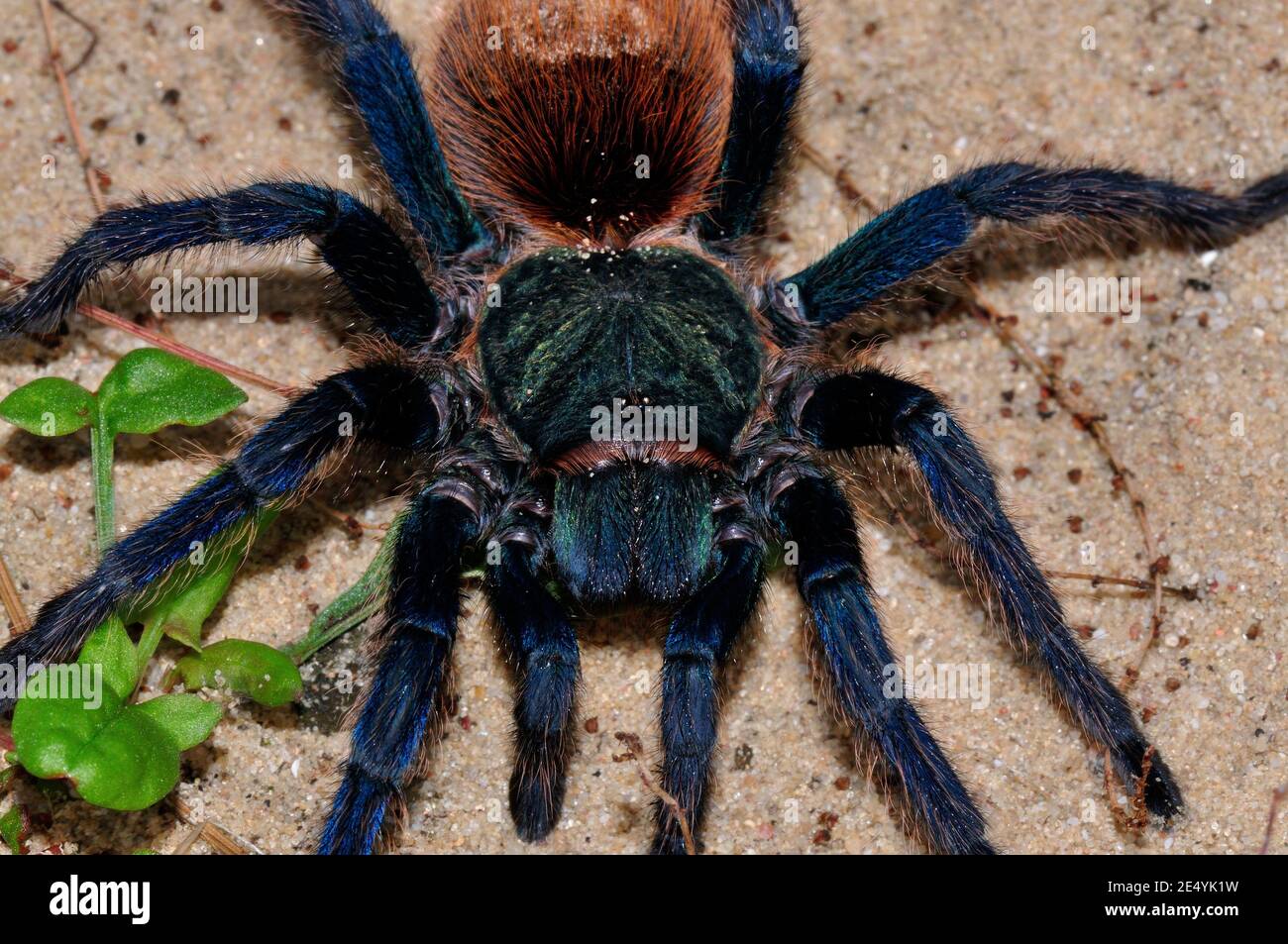 Chromatopelma cyanopubescens hi-res stock photography and images - Alamy