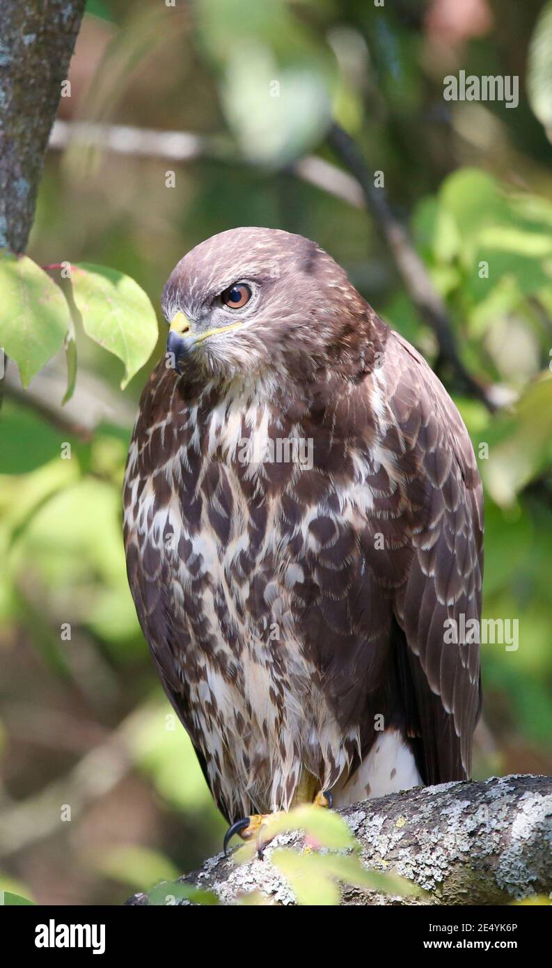 A common buzzard on a tree Stock Photo - Alamy