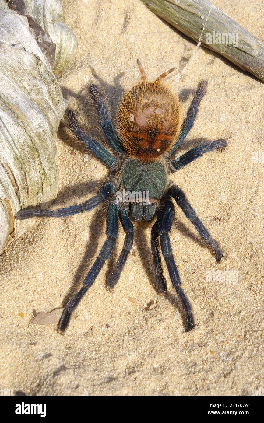 Chromatopelma cyaneopubescens, greenbottle blue tarantula, Cyanblaue ...