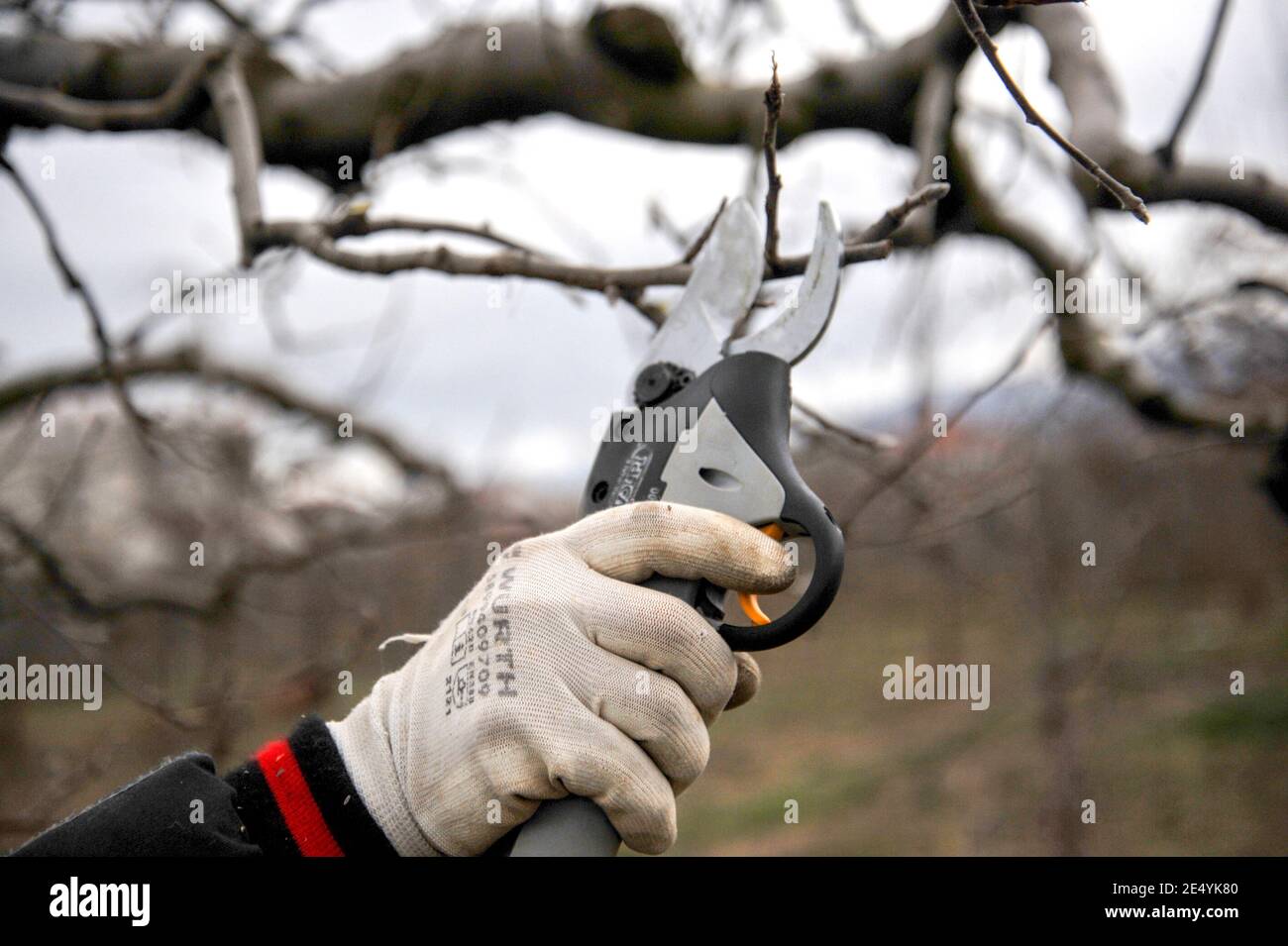 Farmer pruning apple tree in orchard with electric secateurs Stock ...