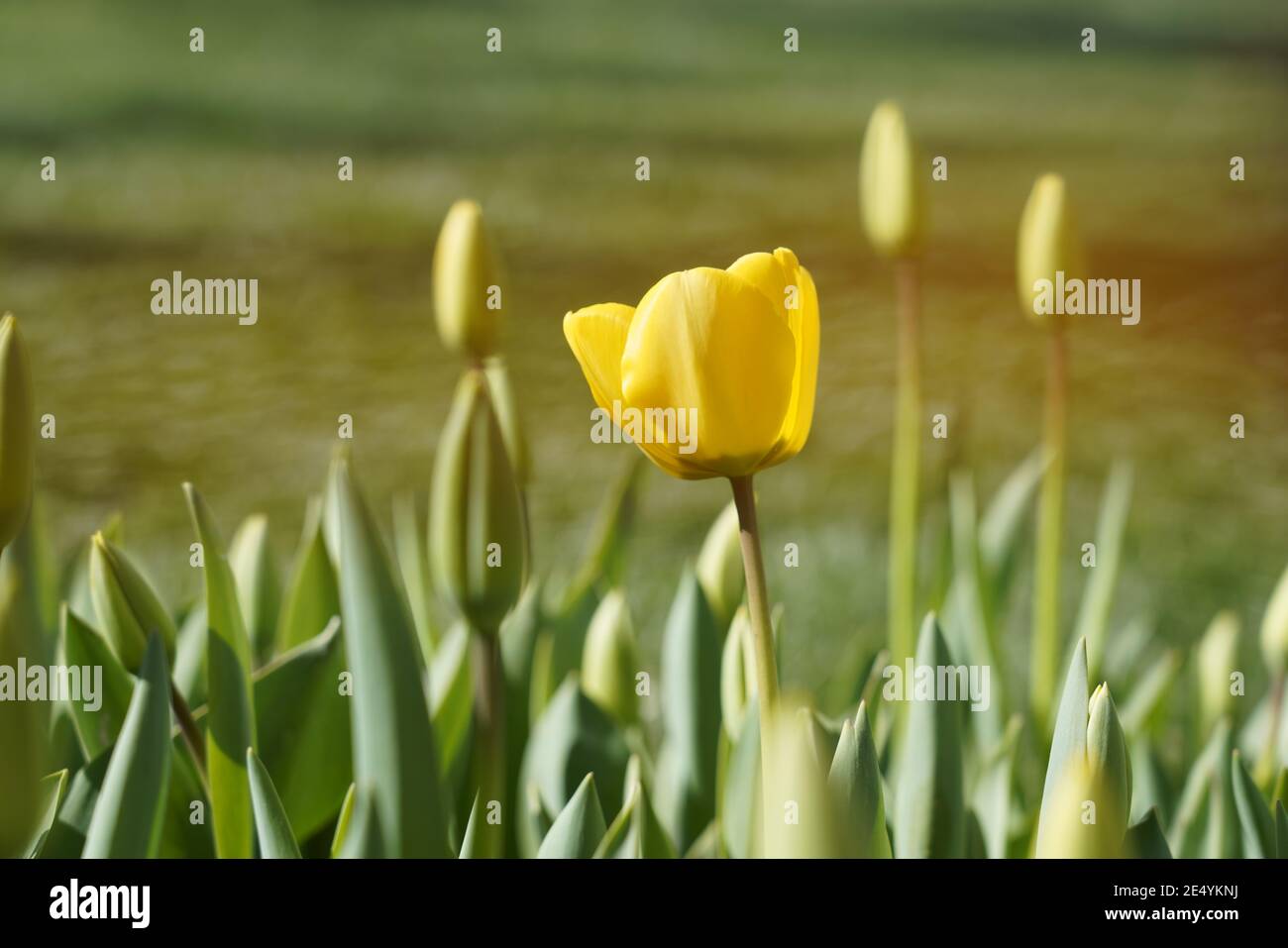 Closeup shot of cute tulips under the sunlight Stock Photo - Alamy