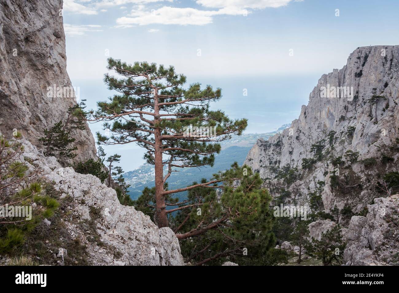 Crimean Pine tree on the steep slope of the mountain against the clouds ...