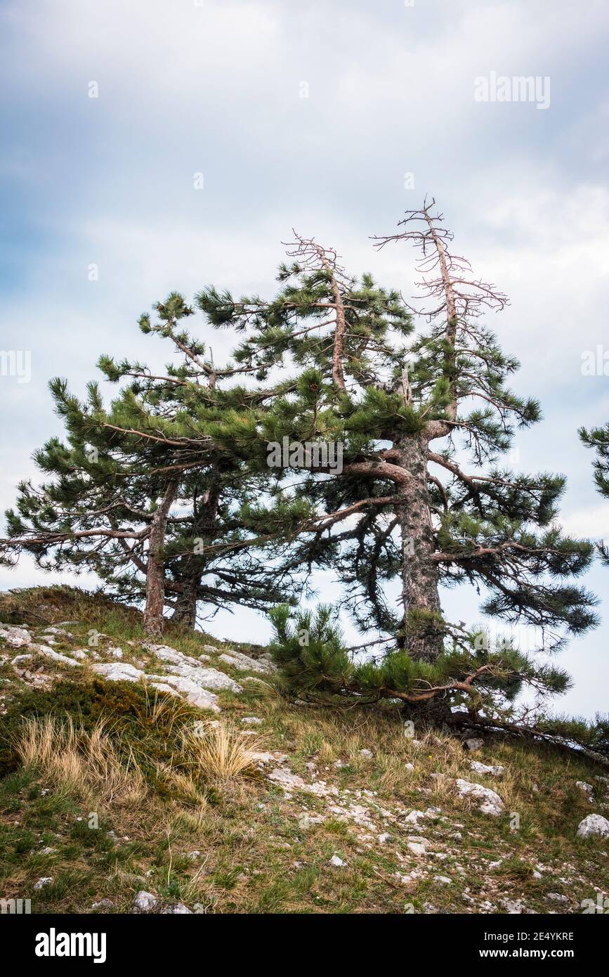 Crimean Pine tree with curved branches and intricately branched trunk ...