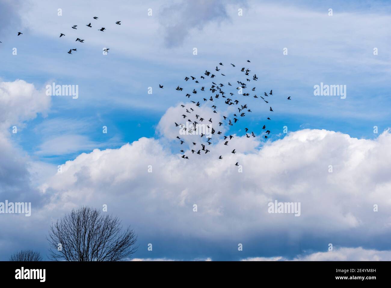 Puffy Pigeon High Resolution Stock Photography and Images - Alamy