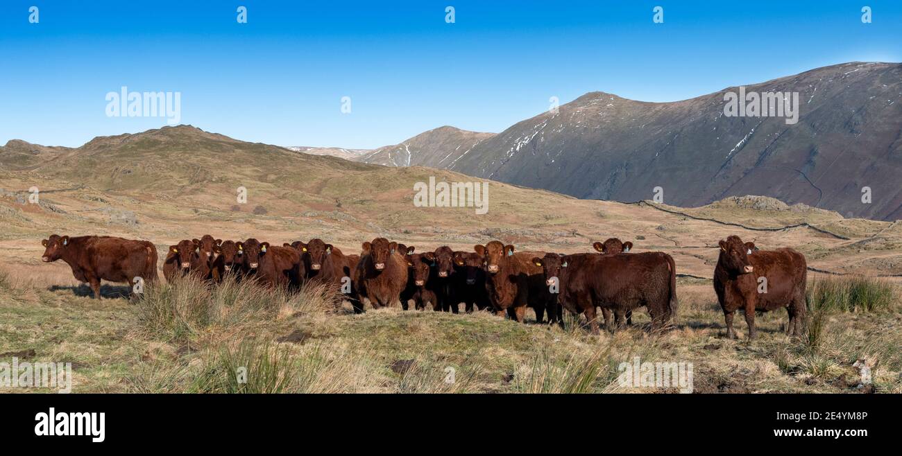 Wintering Cattle High Resolution Stock Photography and Images - Alamy