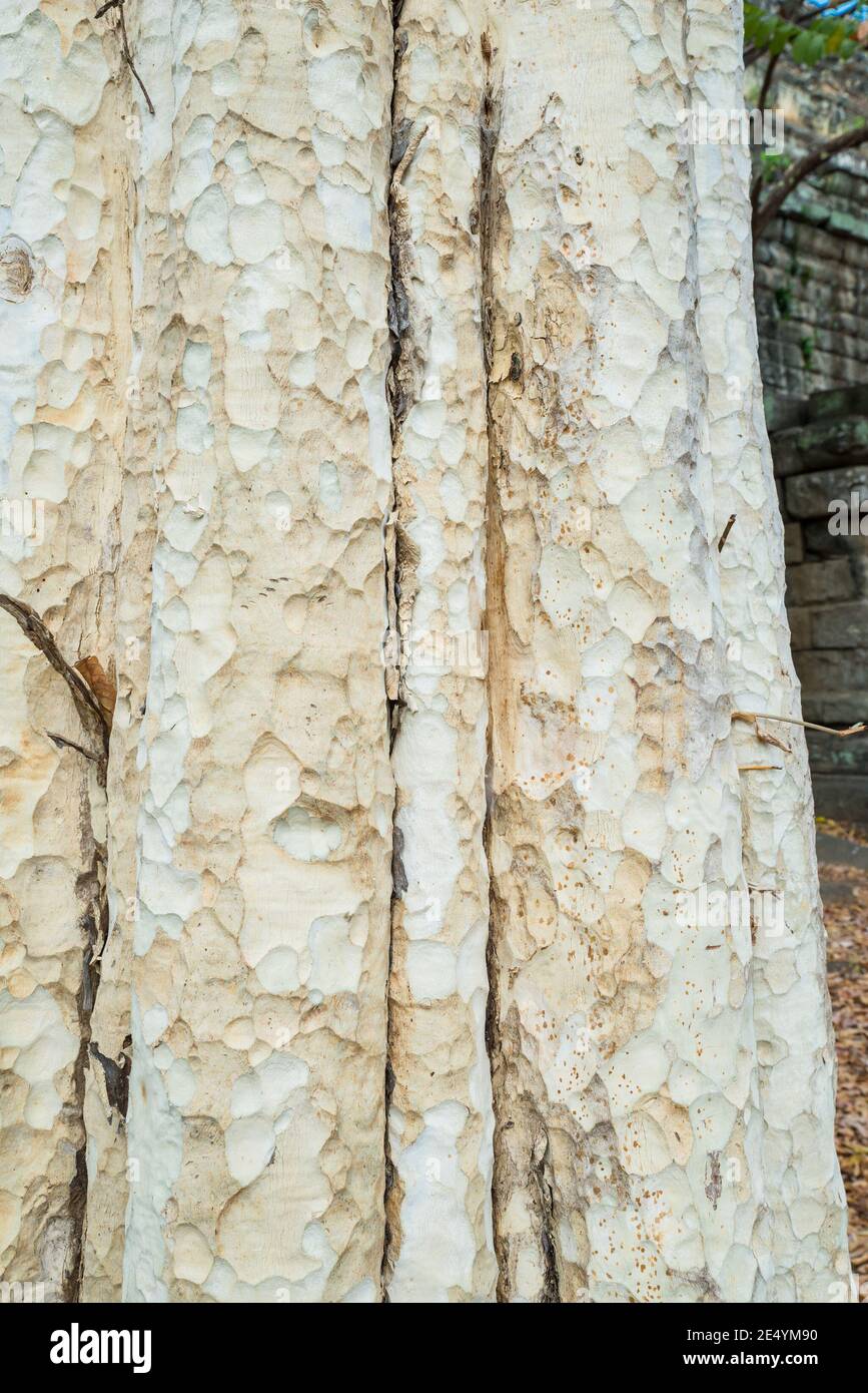 Prasat Thom of Koh Ker temple site, Preah Vihear Region, Cambodia, Asia ...