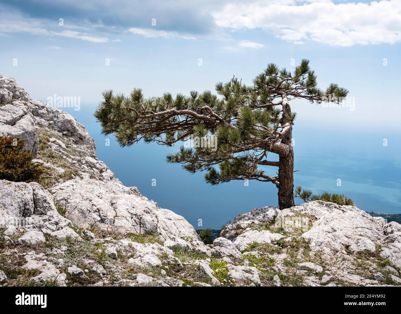 Crimean Pine tree with curved branches on top of the mountain on the ...