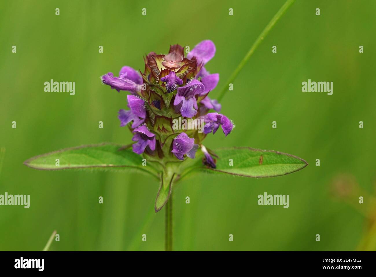 Self-heal flower on green background Stock Photo - Alamy