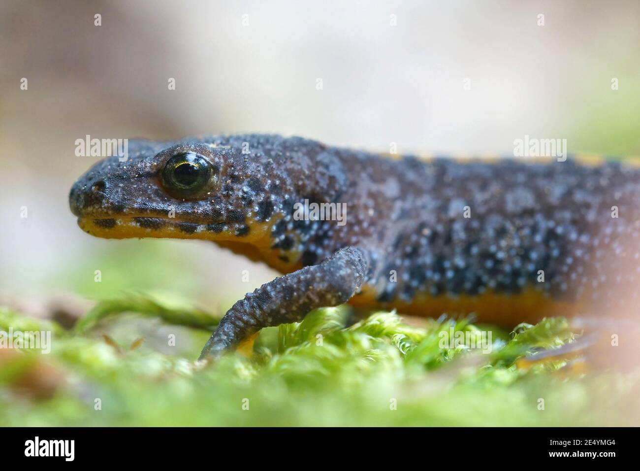 Macro of a walking alpine newt Stock Photo - Alamy