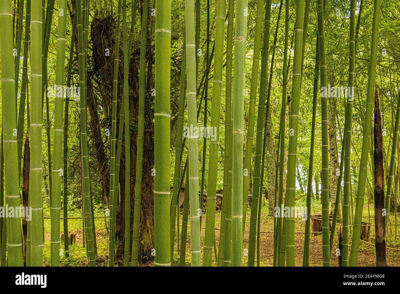 Thick bamboo stalks hi-res stock photography and images - Alamy