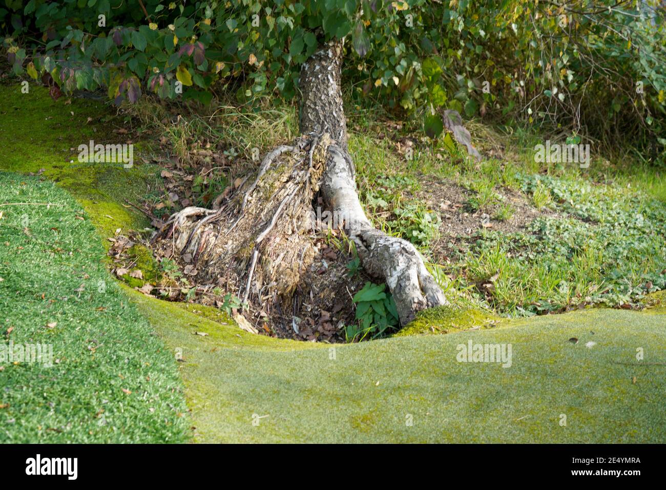 View of revealed roots of a dead tree in a forest Stock Photo - Alamy