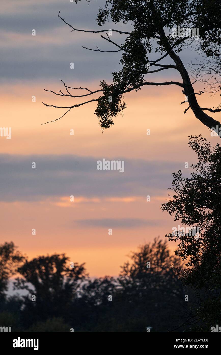 Vertical scenic view of silhouettes of tree branches with a majestic ...