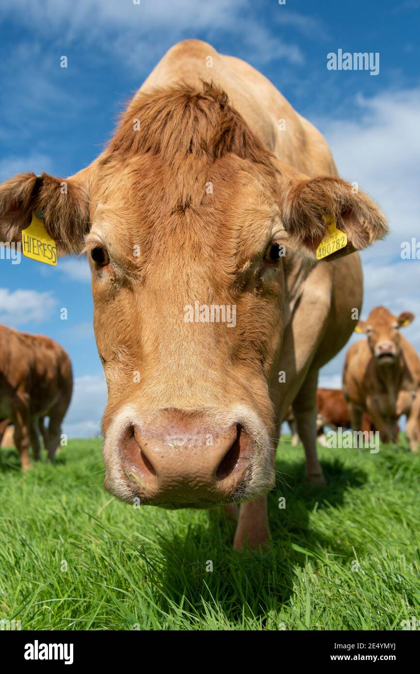 Limousin beef cattle being nosey, Lancashire, UK Stock Photo - Alamy