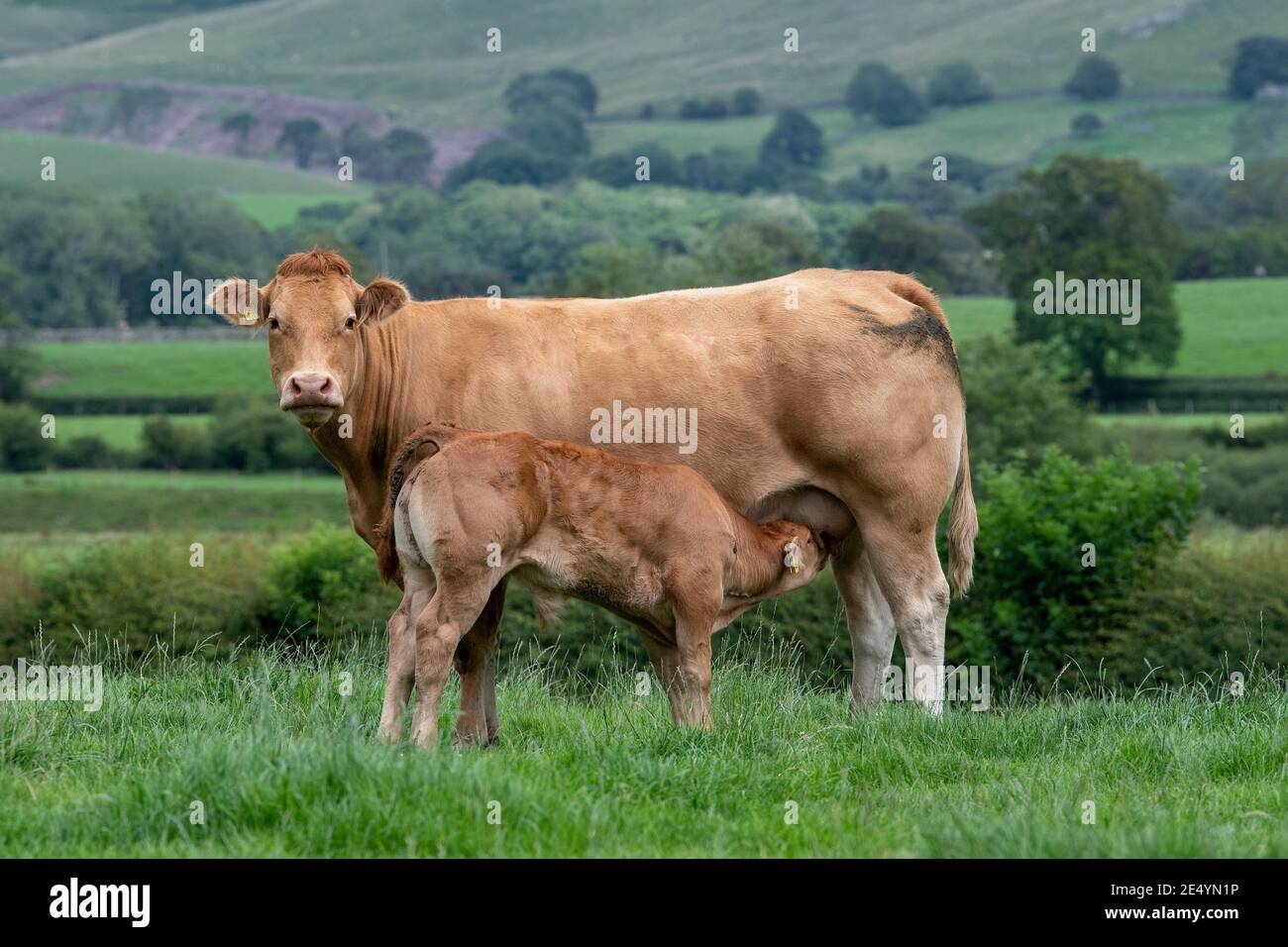 Limousin cow with calf suckling at it. Cumbria, UK Stock Photo - Alamy