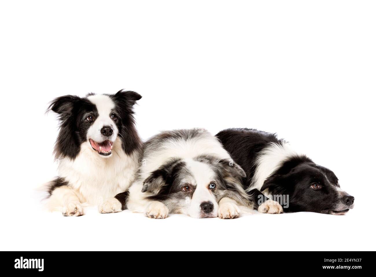 three border collie dogs in front of a white background Stock Photo - Alamy