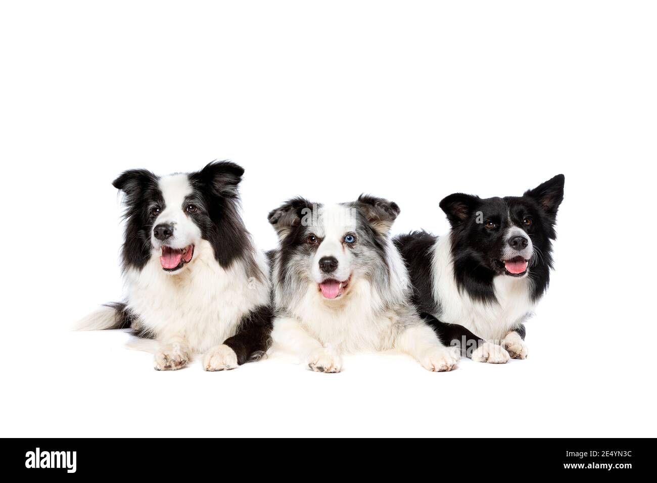 three border collie dogs in front of a white background Stock Photo - Alamy