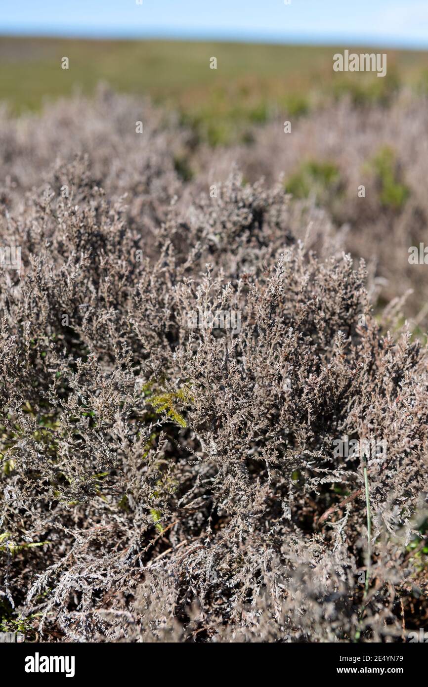 Heather, Calluna vulgaris, on moorland damaged by Heather Beetle ...