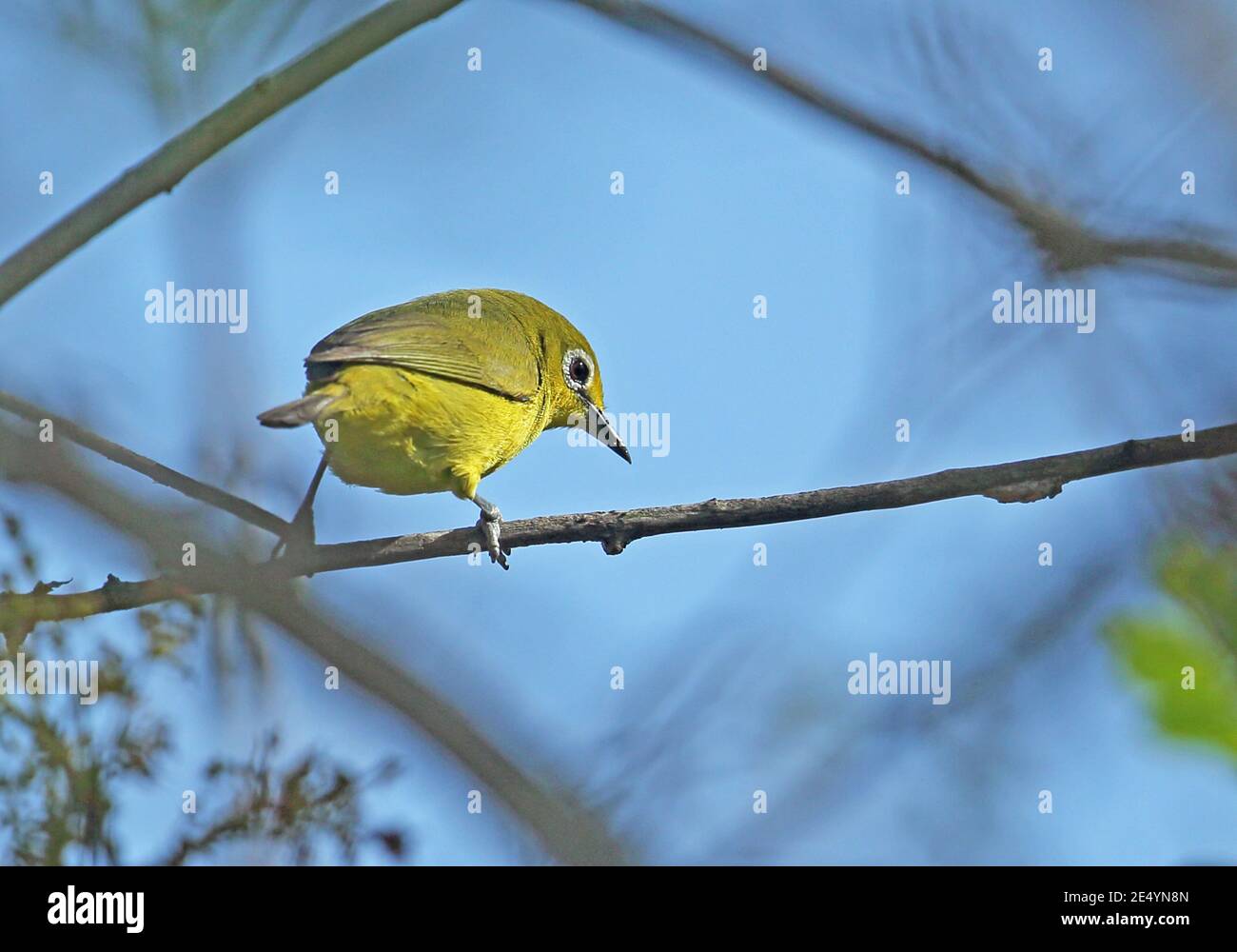 African yellow white eye hi-res stock photography and images - Alamy