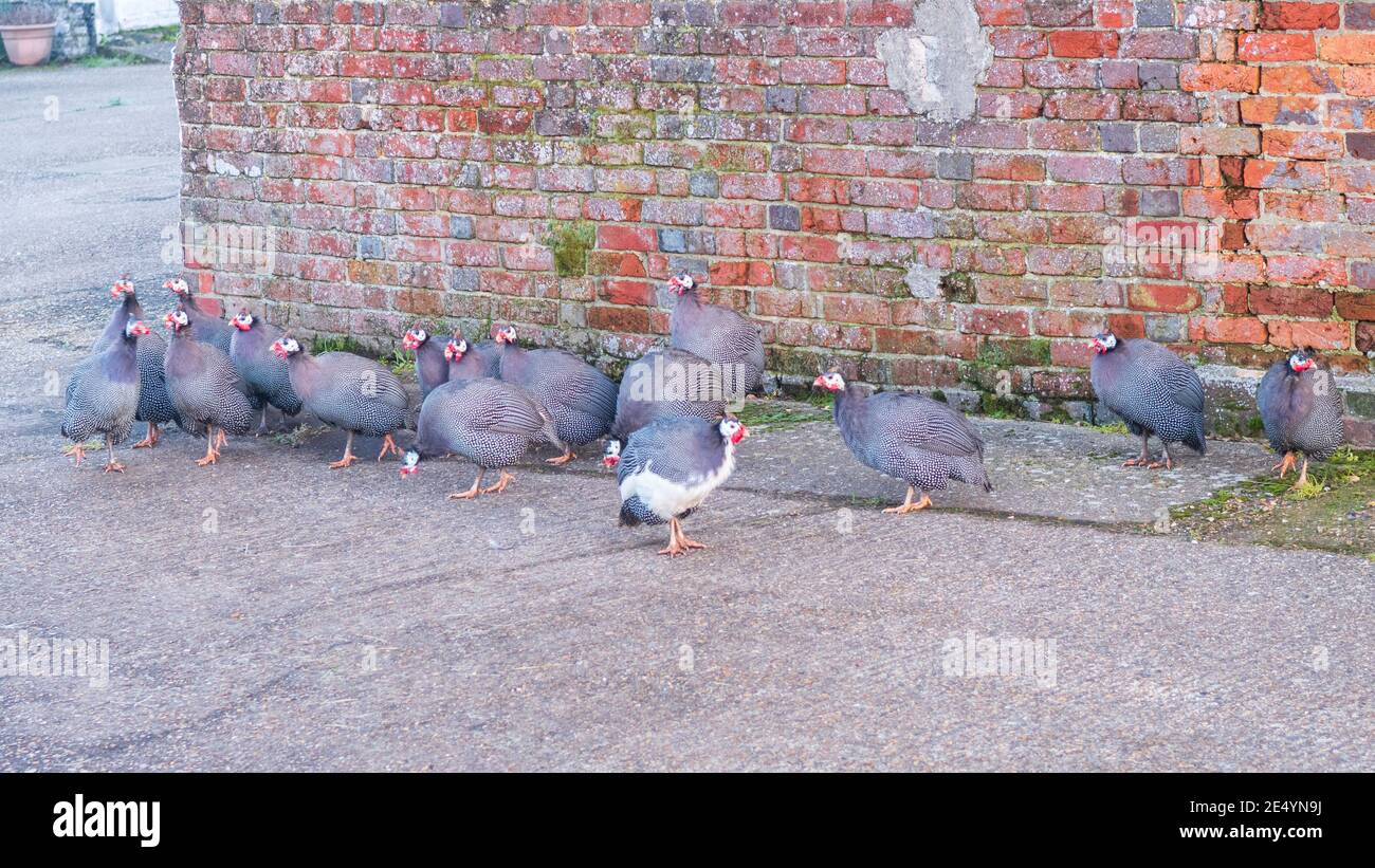 Flock of guinea fowl hi-res stock photography and images - Alamy