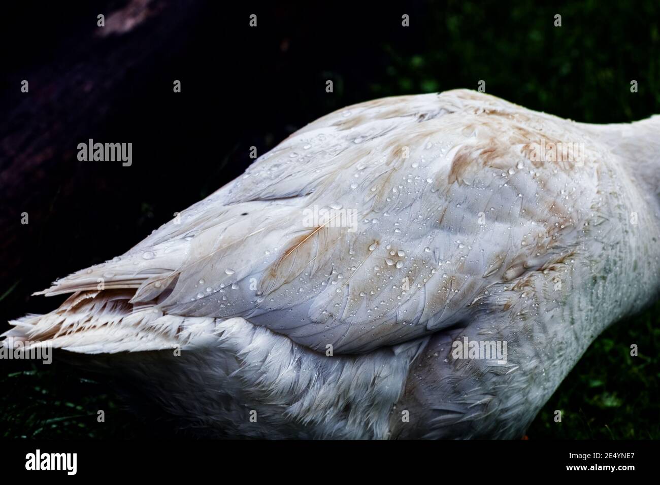 Goose feathers hi-res stock photography and images - Alamy