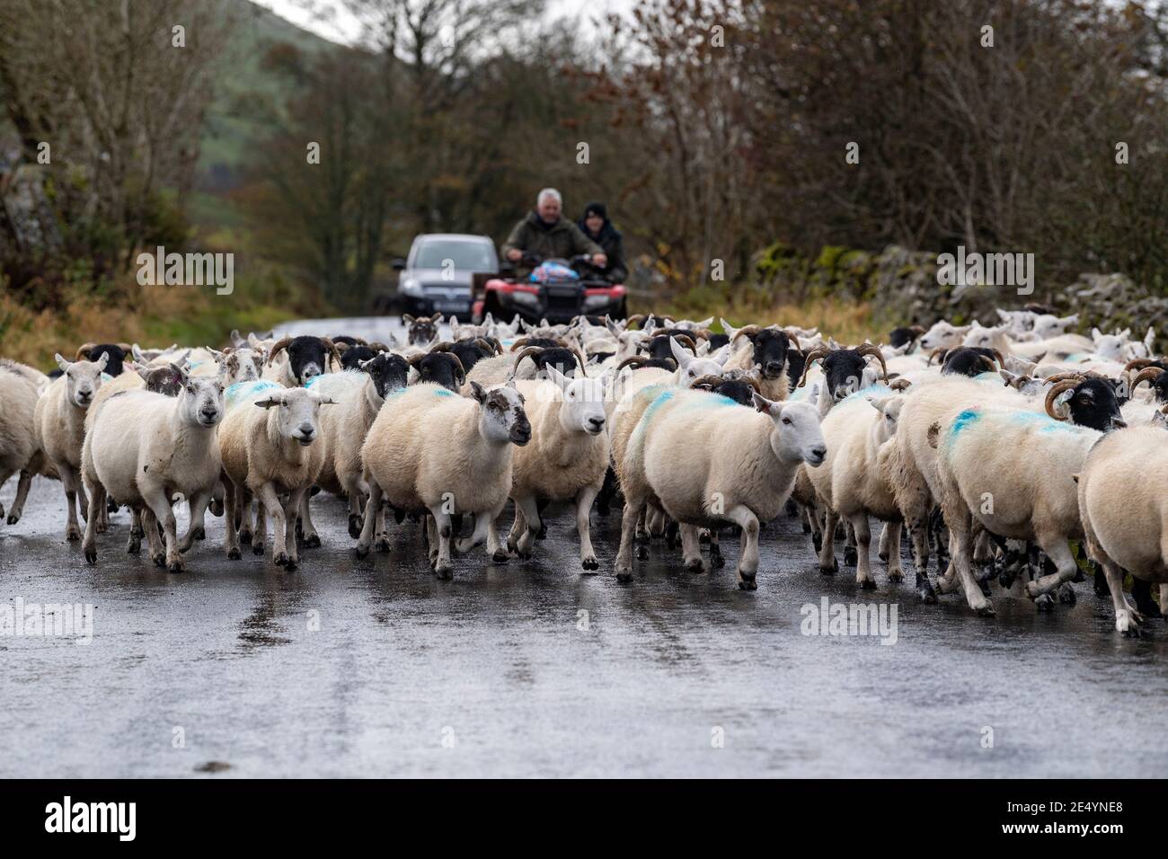 Boy shepherd sheep flock hi-res stock photography and images - Alamy