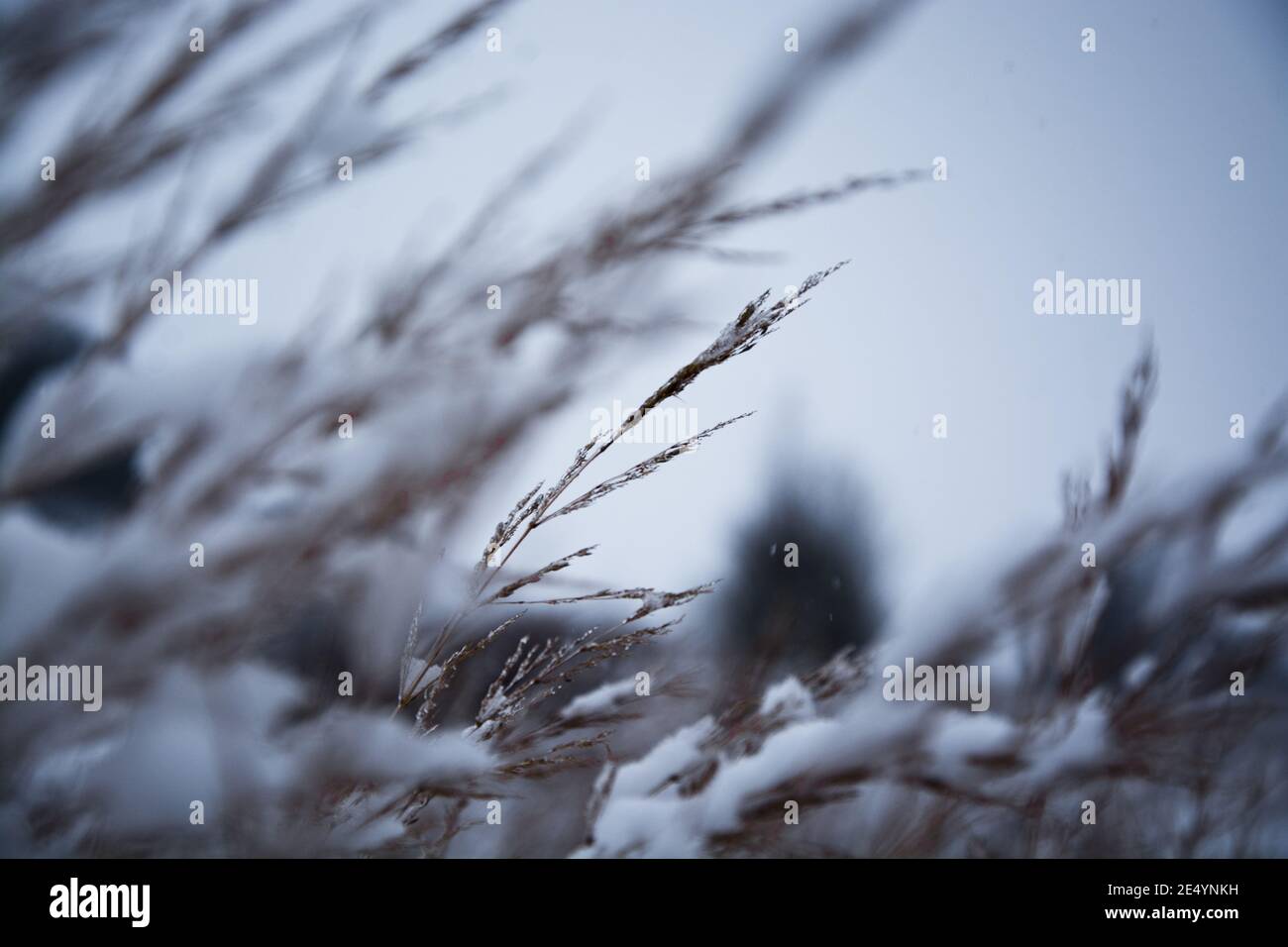 Wisp hi-res stock photography and images - Alamy