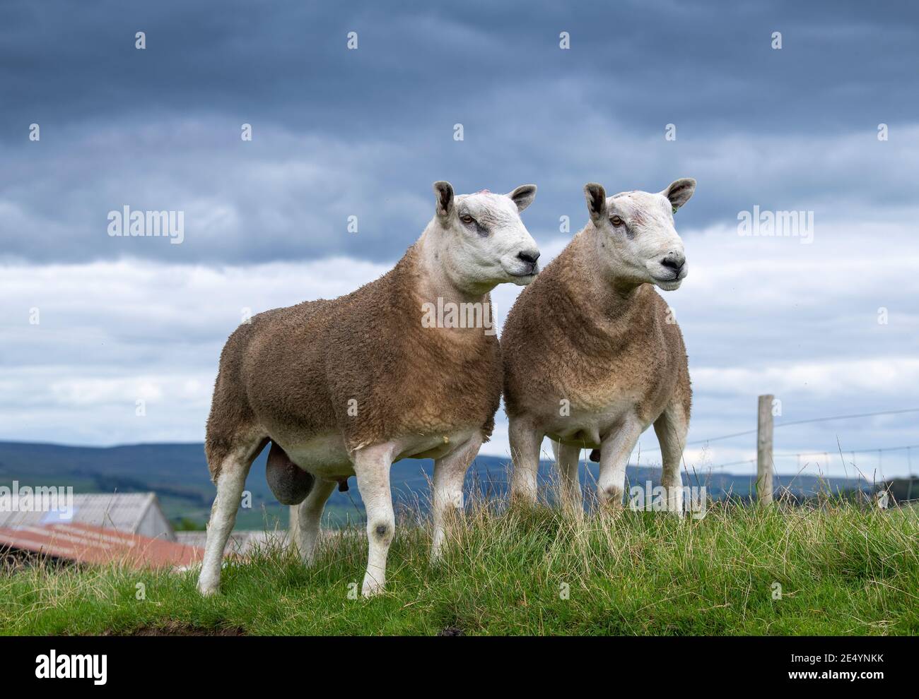Commercial rams ready for sale, these are a cross between Blue Faced ...