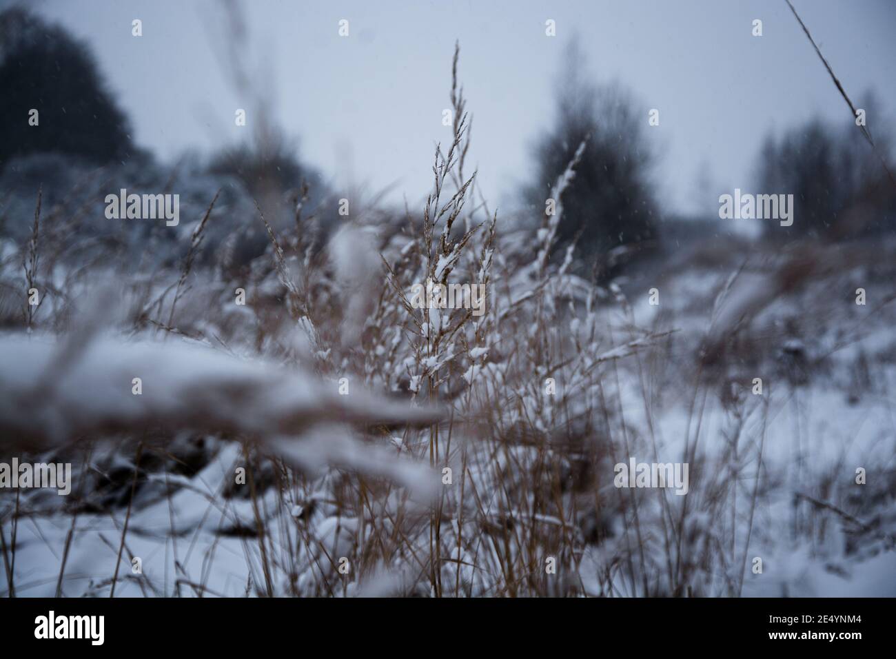 Beautiful, snowy and natural wheat, wisp plants in the fields. Perfect ...