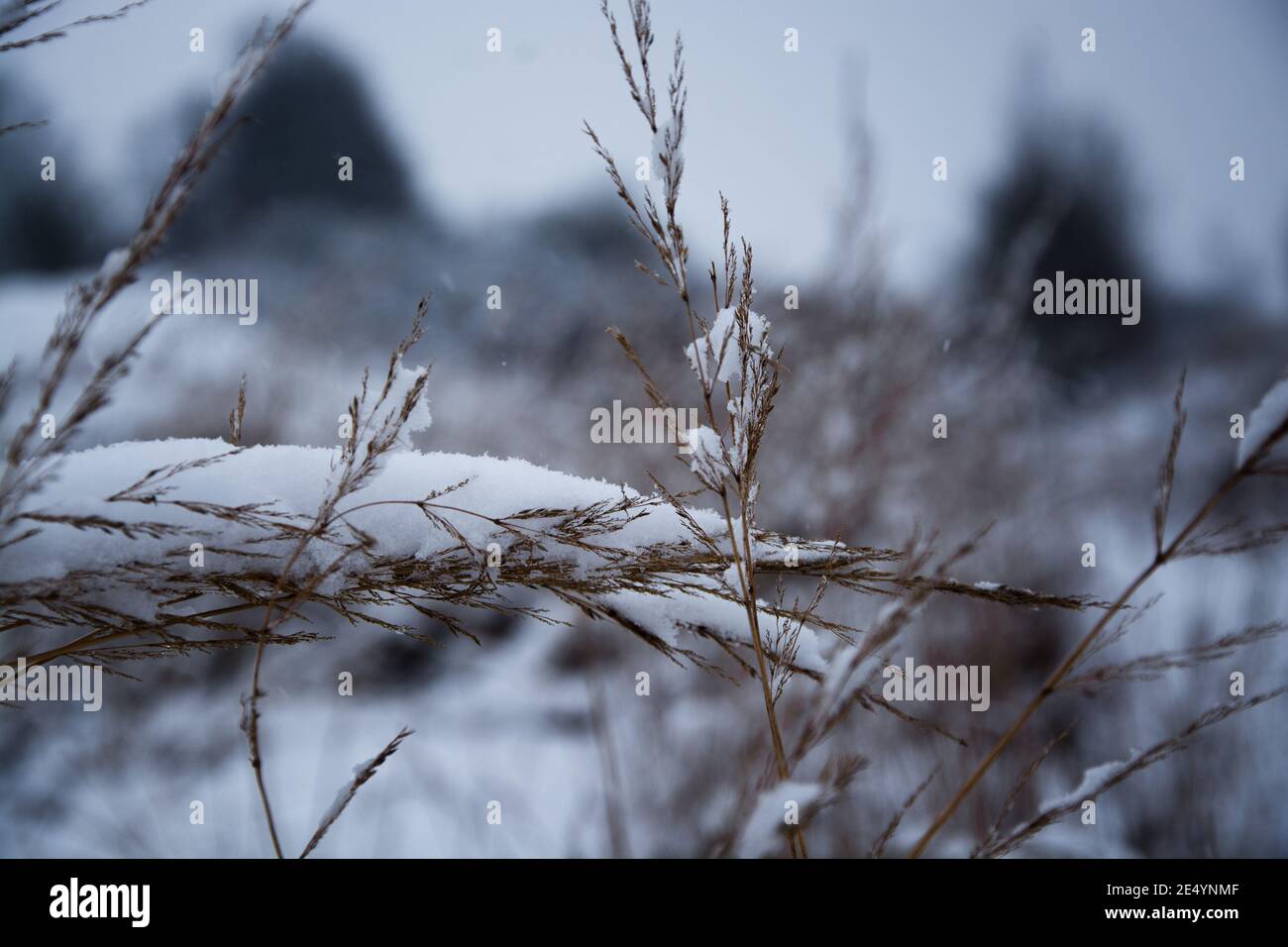 Wisp plants in winter hi-res stock photography and images - Alamy