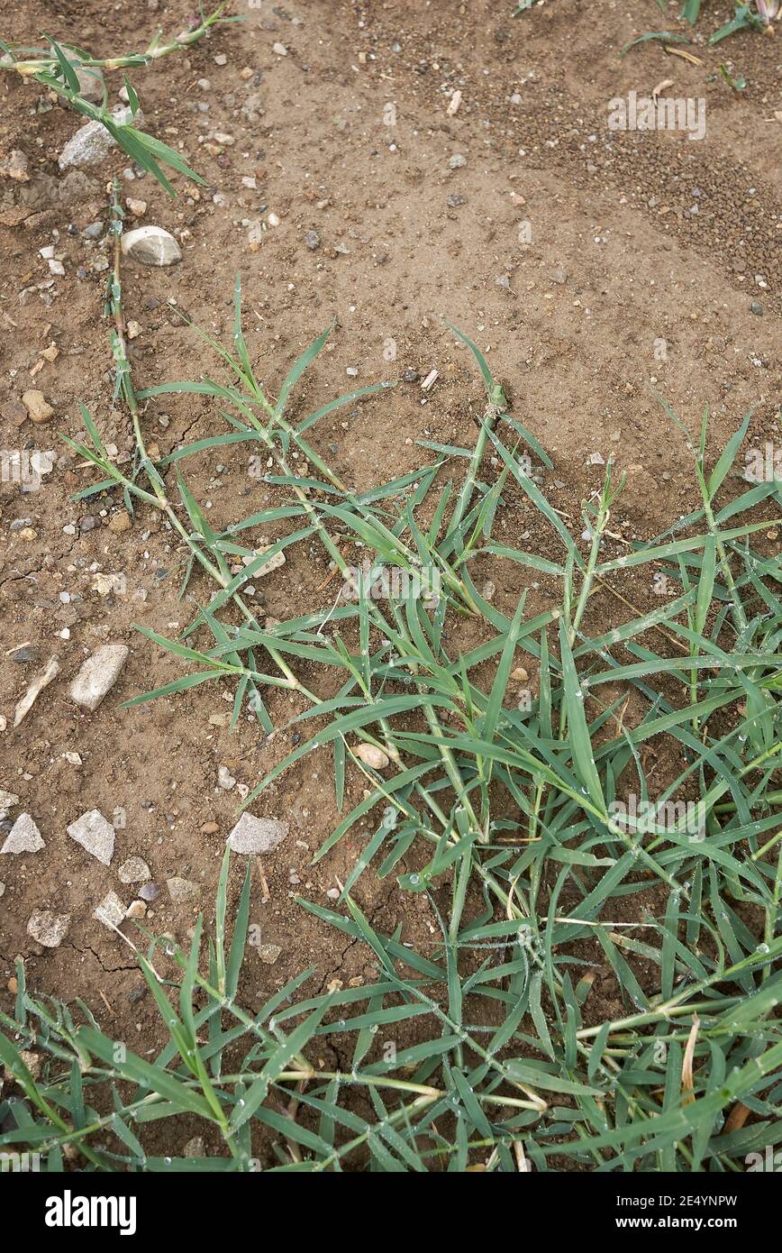 Cynodon dactylon creeping plant Stock Photo - Alamy