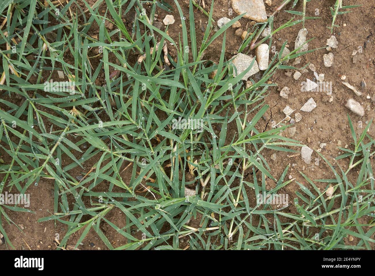 Cynodon dactylon grass blossom hi-res stock photography and images - Alamy