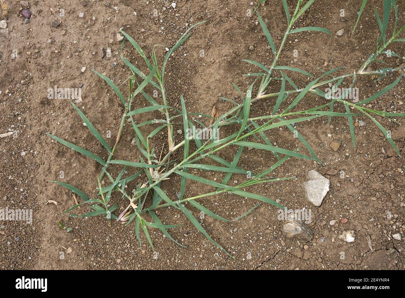 Cynodon dactylon grass blossom hi-res stock photography and images - Alamy
