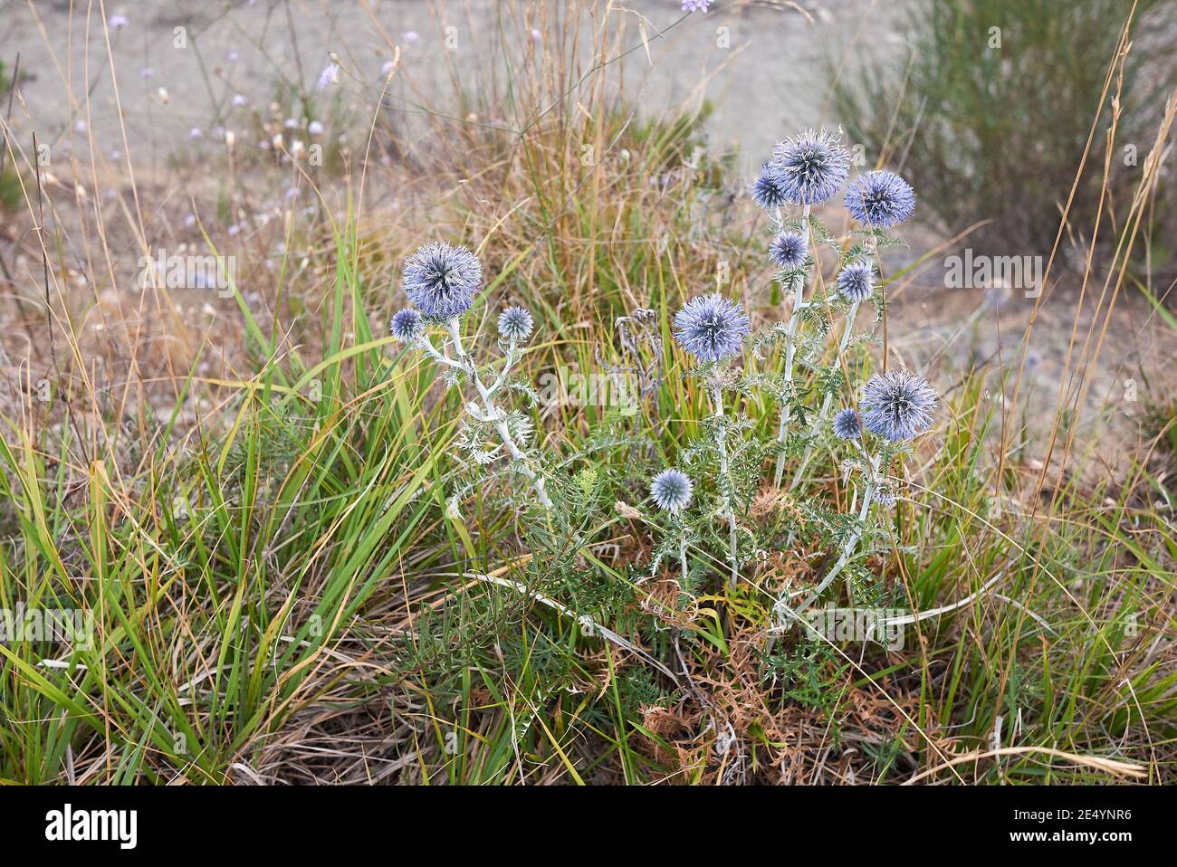 Echinops ritro blue purple inflorescence Stock Photo - Alamy