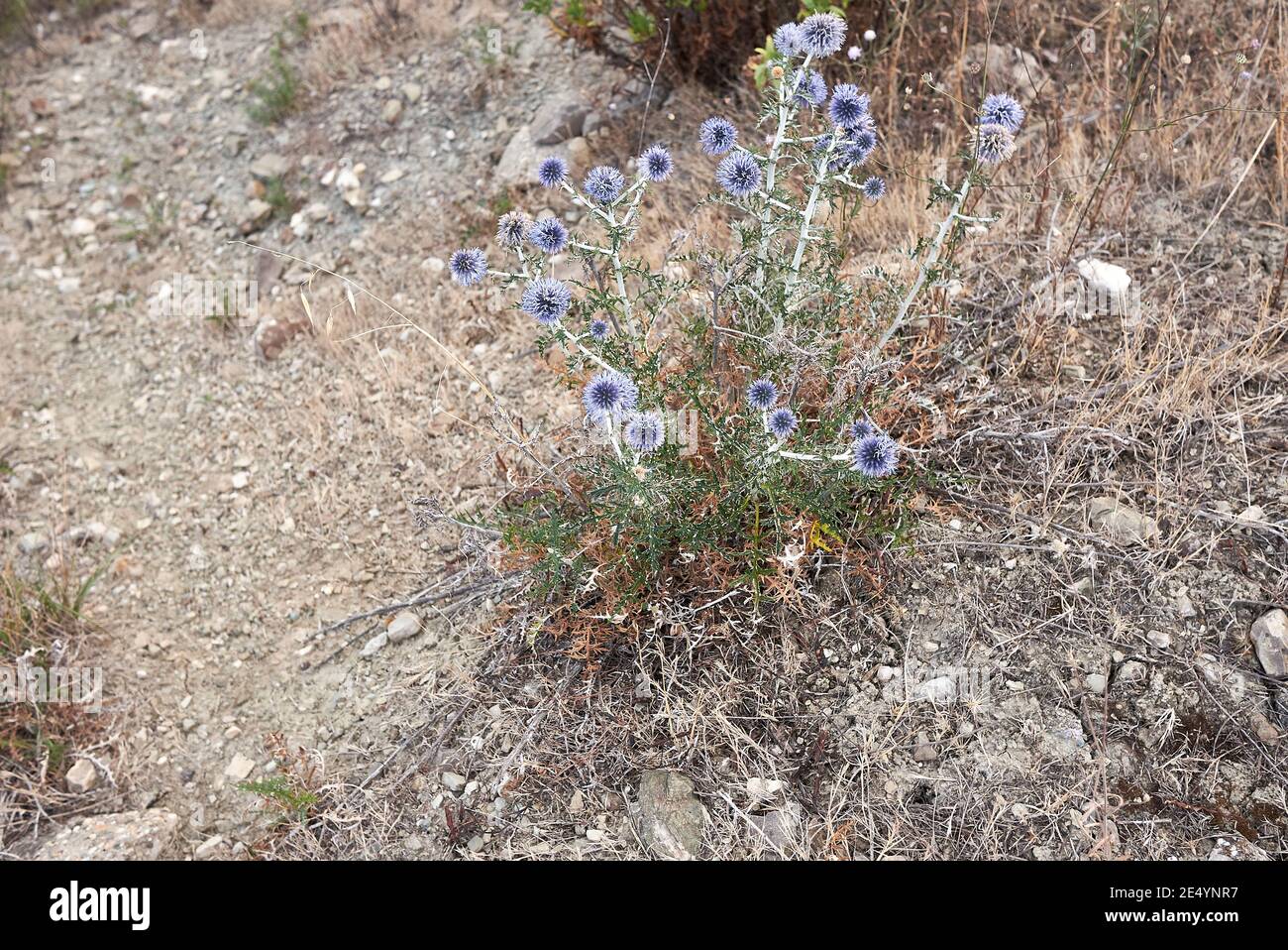 Echinops ritro blue purple inflorescence Stock Photo - Alamy
