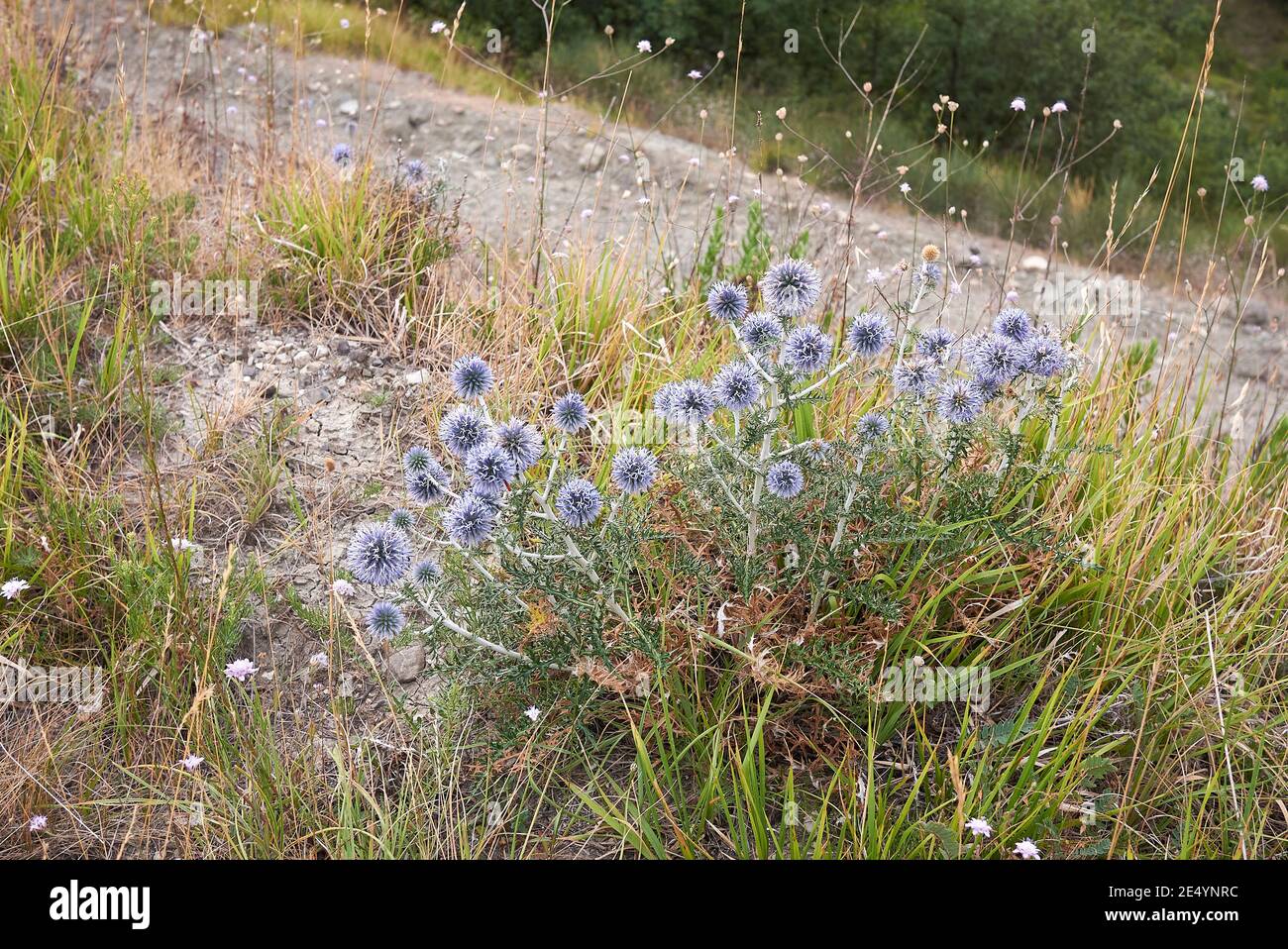 Echinops ritro blue purple inflorescence Stock Photo - Alamy