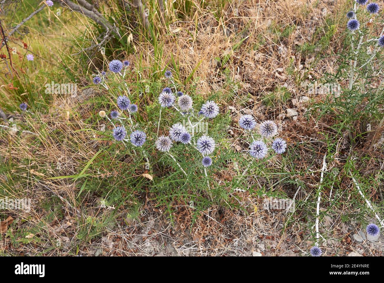 Echinops ritro blue purple inflorescence Stock Photo - Alamy