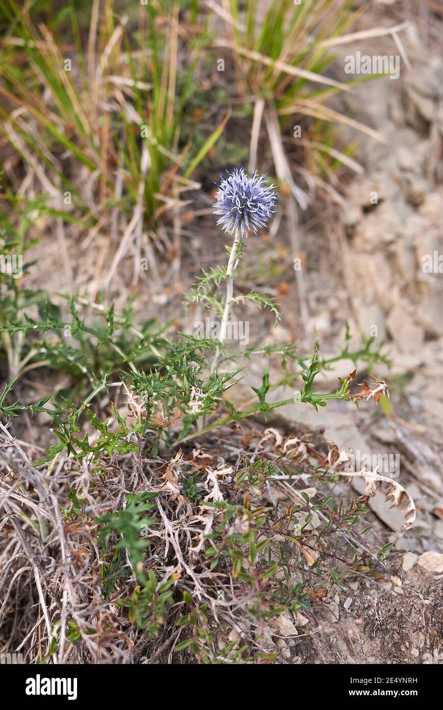 Echinops ritro blue purple inflorescence Stock Photo - Alamy