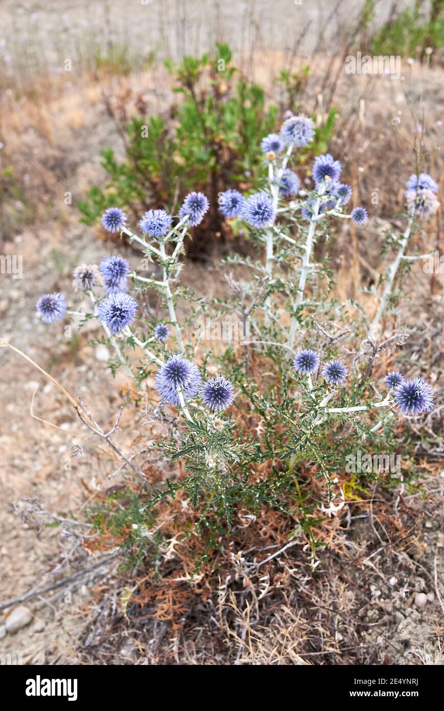 Echinops ritro blue purple inflorescence Stock Photo - Alamy
