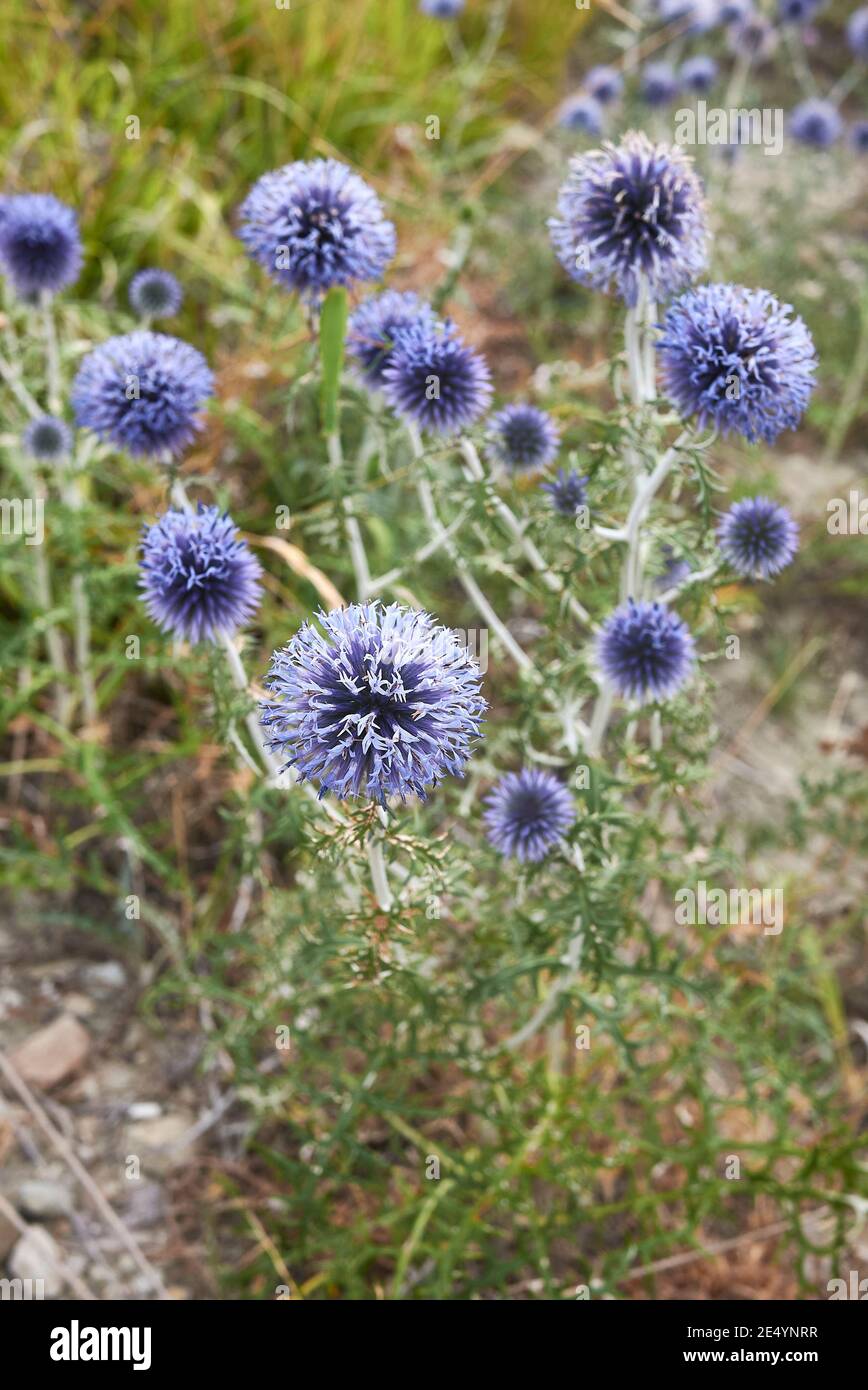 Echinops ritro blue purple inflorescence Stock Photo - Alamy