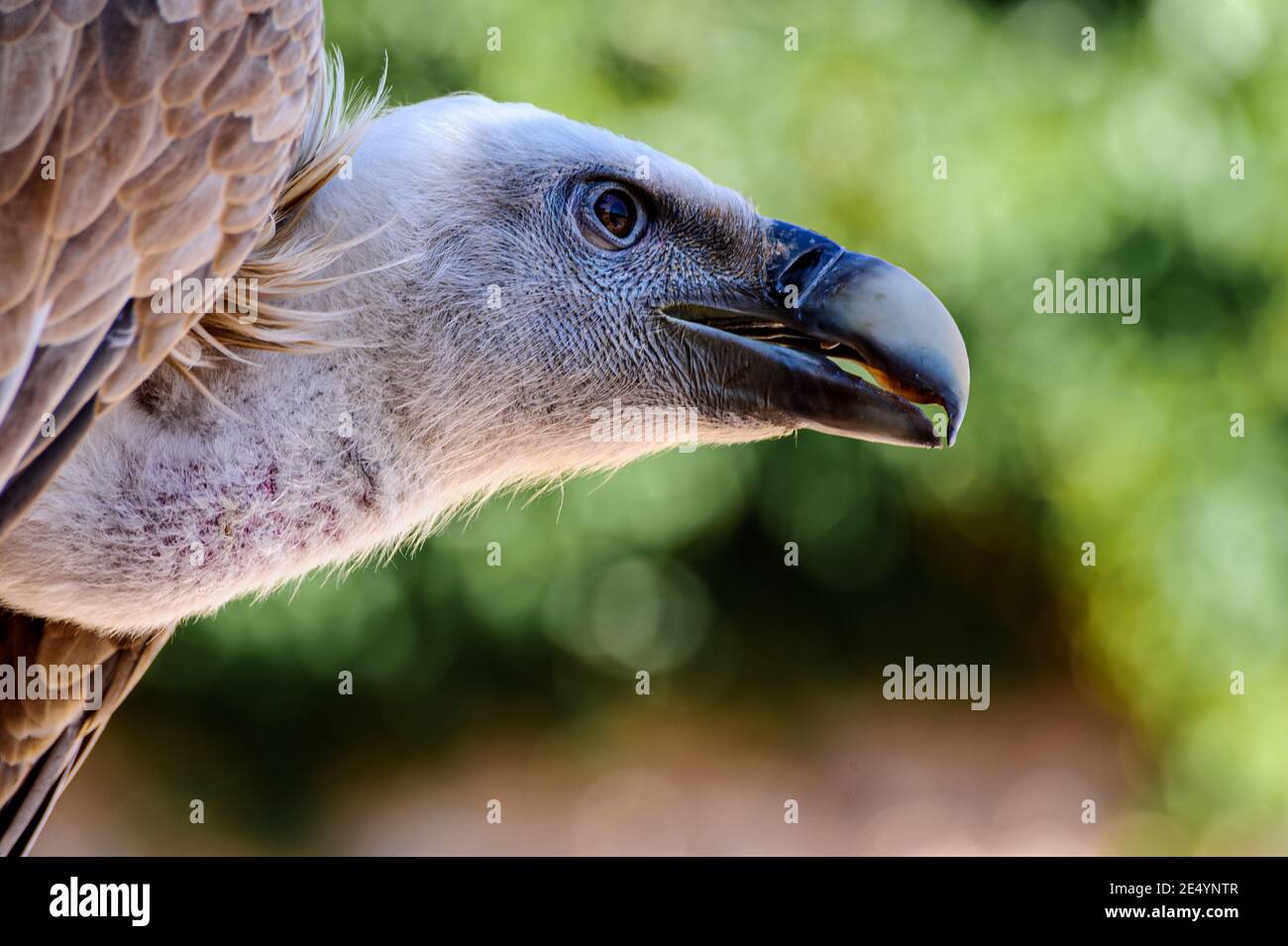 Close-up of the head and beak of an eagle. - This griffon vulture has a ...