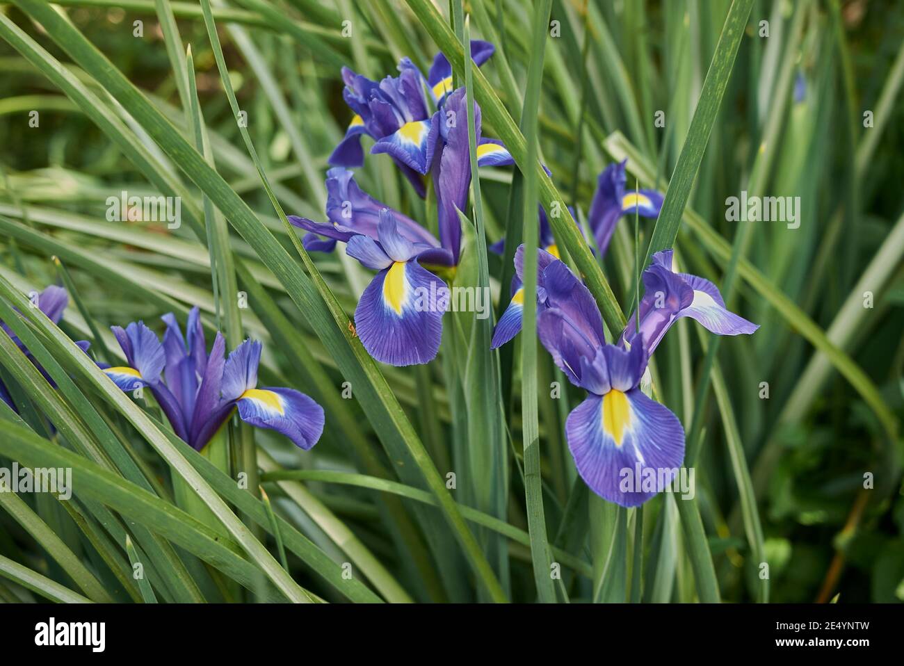 Purple and yellow dutch iris flowers hi-res stock photography and ...