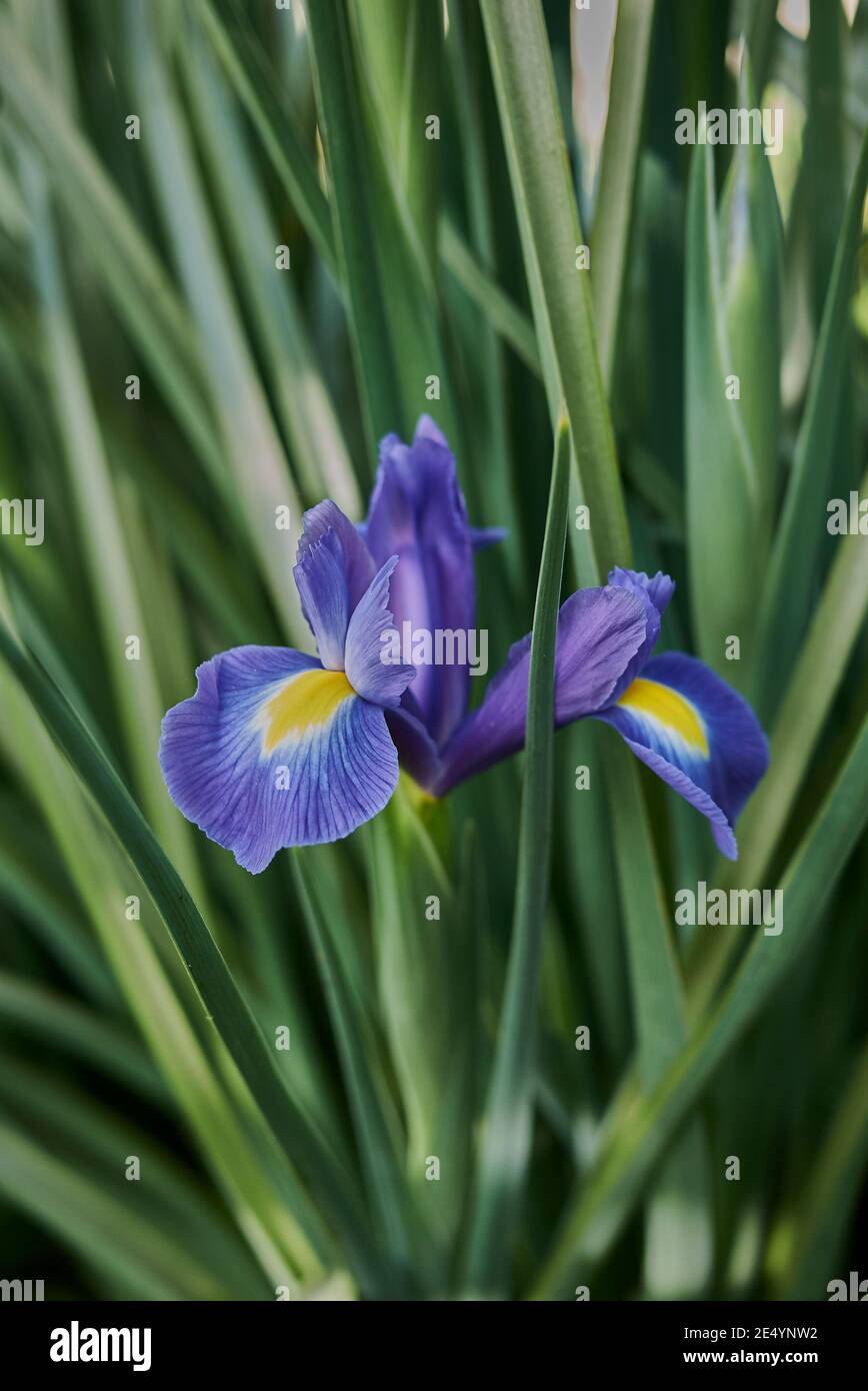 Iris hollandica purple blue flowers Stock Photo - Alamy