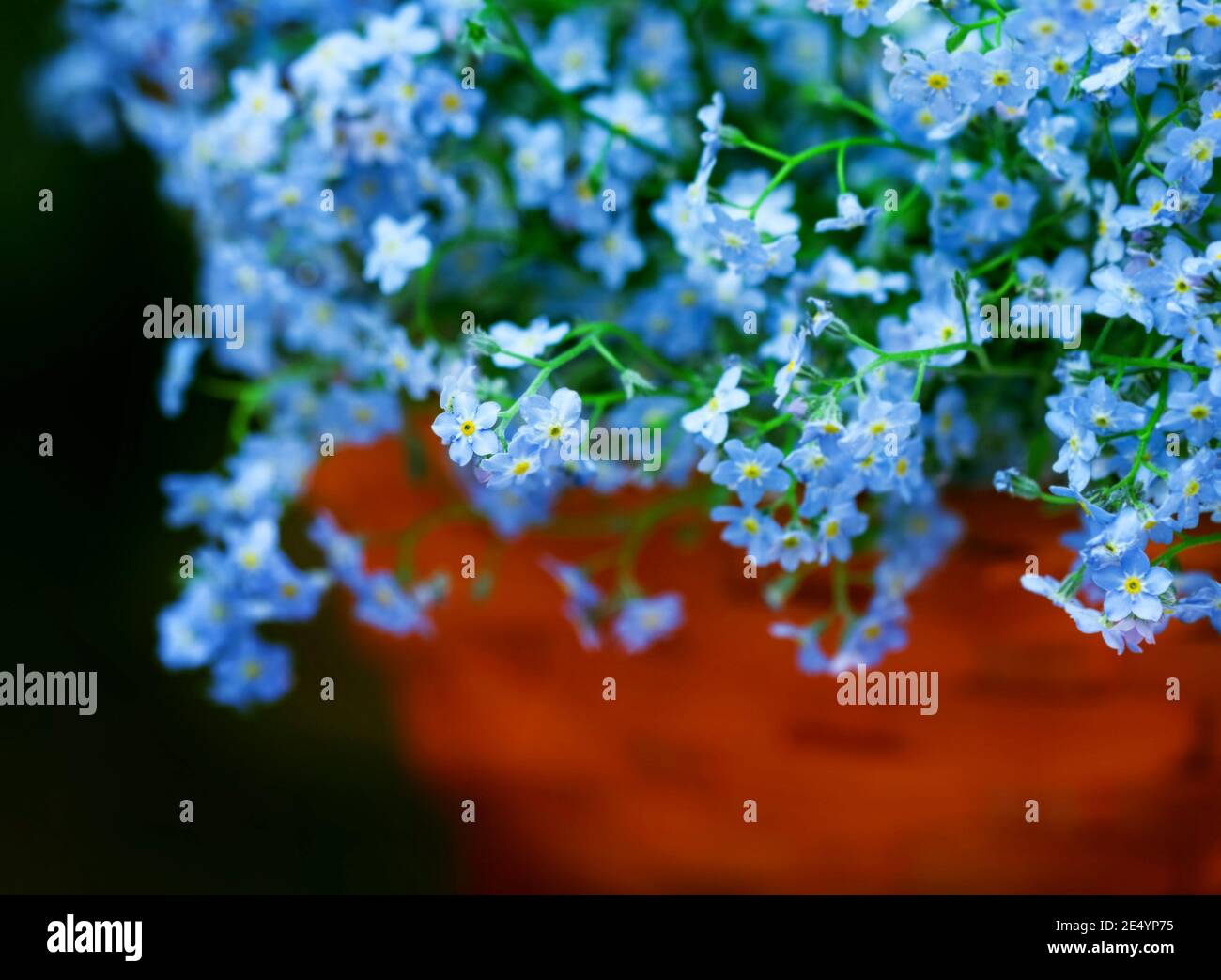 Dark green blue forget me nots hi-res stock photography and images - Alamy