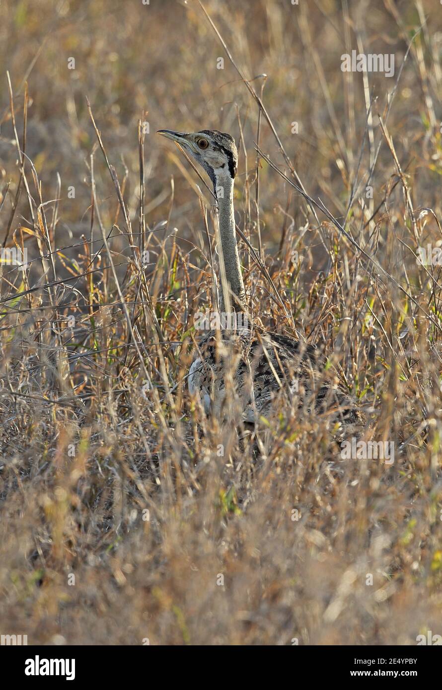 Black-bellied Bustard (Lissotis melanogaster notophila) adult male in ...