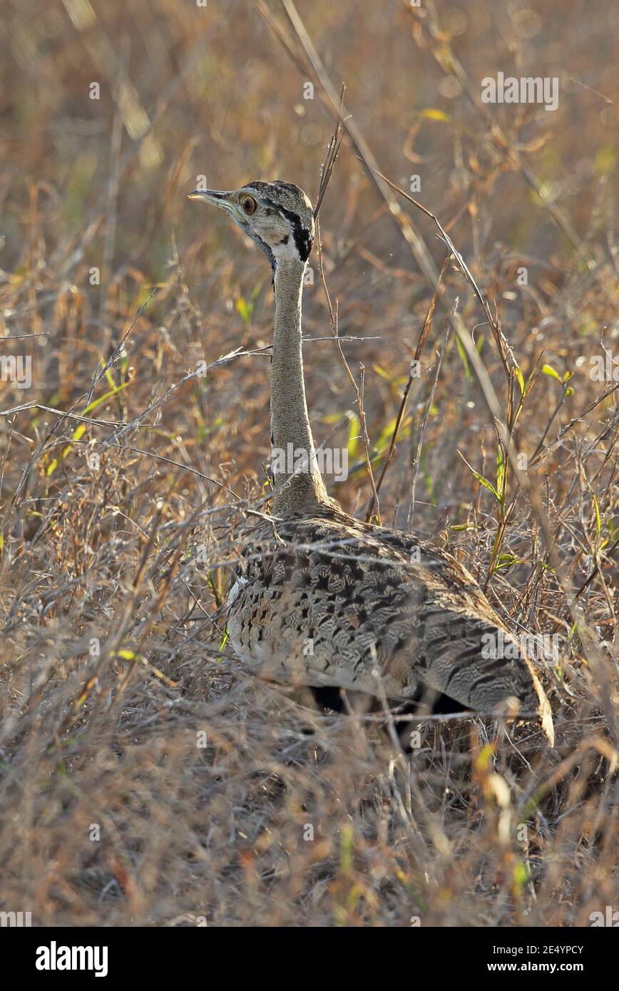 Black-bellied Bustard (Lissotis melanogaster notophila) adult male in ...