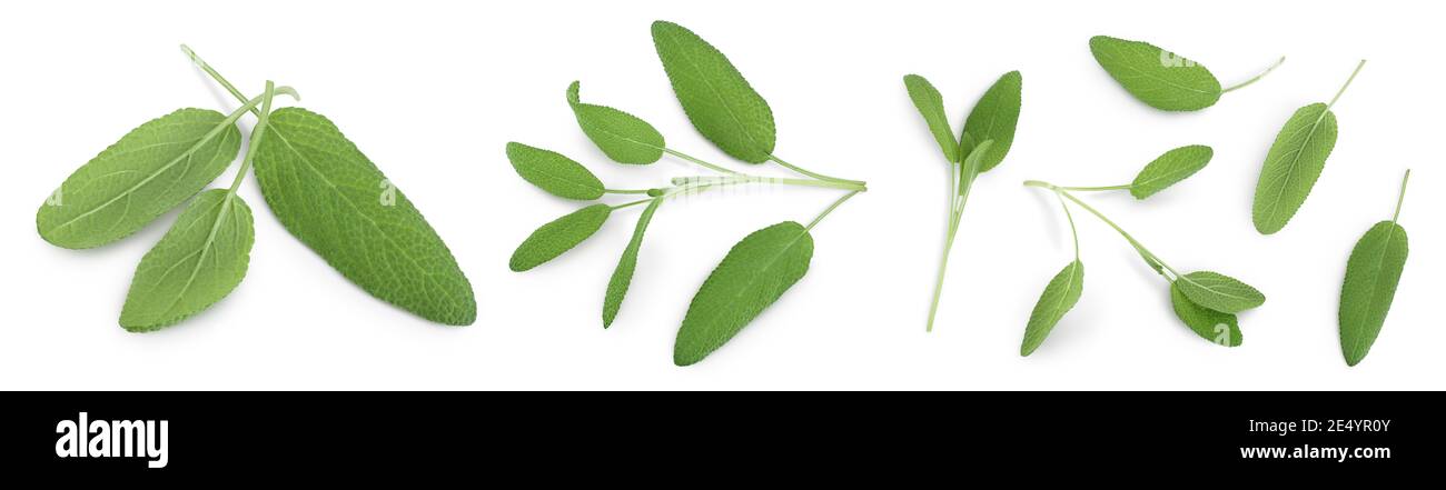 Sage herb leaves isolated on white background with clipping path and ...