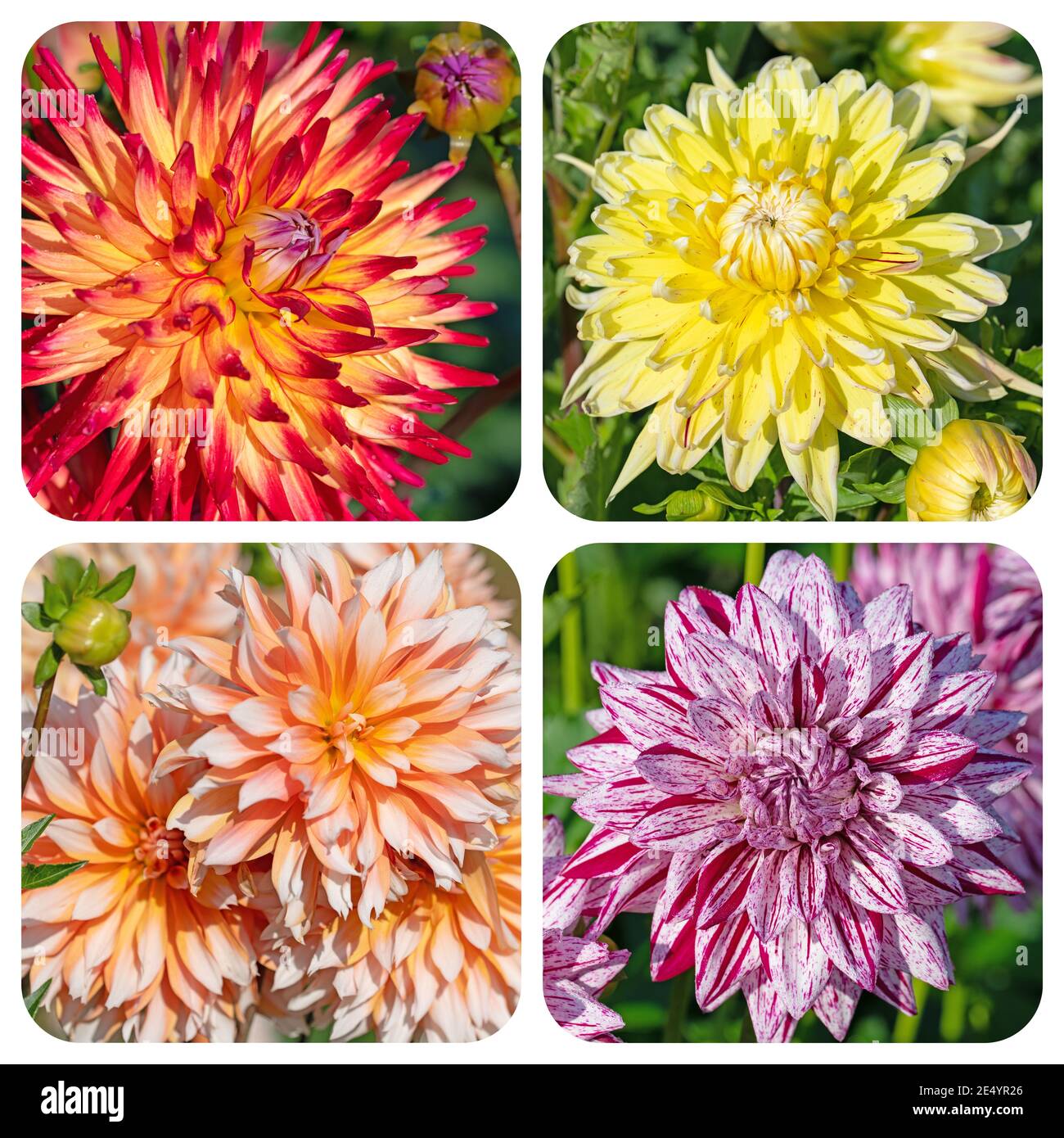 Dahlias collage hi-res stock photography and images - Alamy