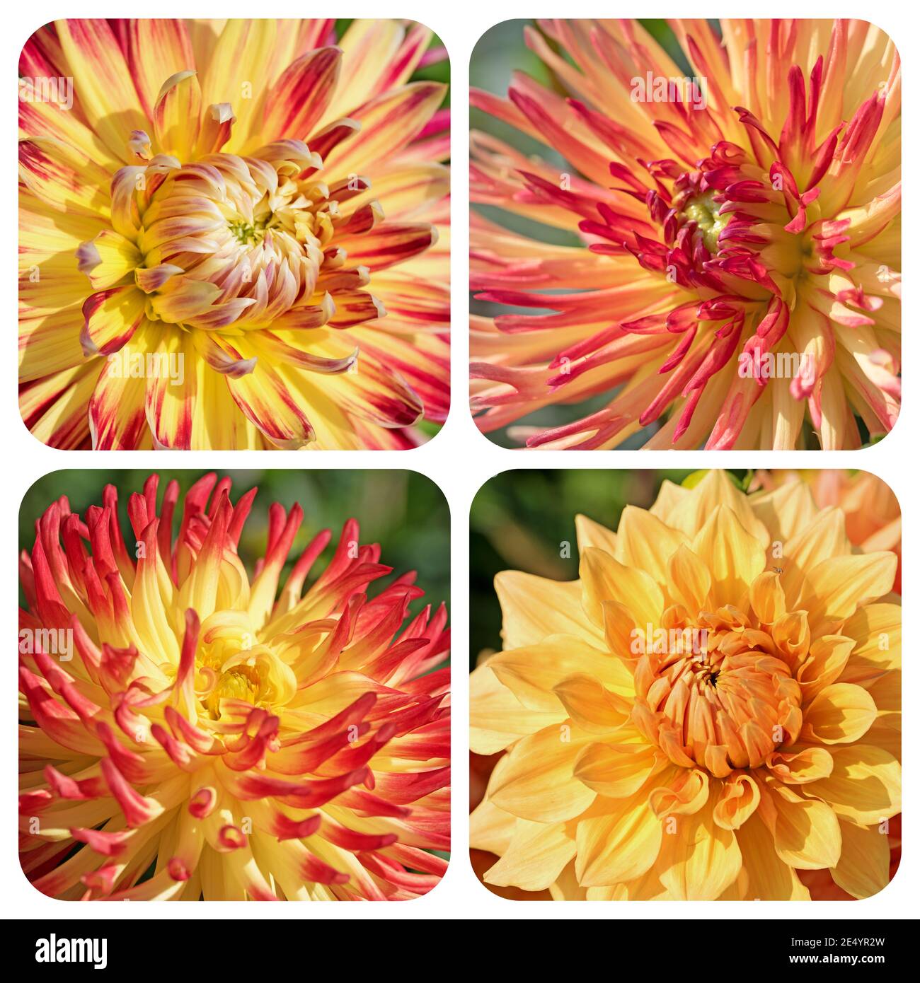 Colorful dahlias in a collage Stock Photo - Alamy